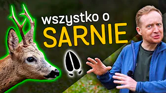 Sarny 🦌 ich głosy, poroża, tropy, odchody, zwyczaje - czyli wszystko o sarnach🌲o Lesie odc. 54 ...