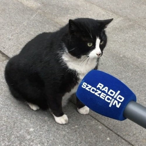 Jeden z najbardziej znanych kocich celebrytów w Polsce doczekał się ...
