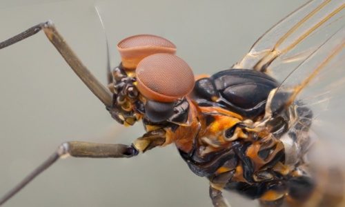 Wszystkie oczy na samicę :female_sign: :eyes: Jętki żyją żałośnie ...