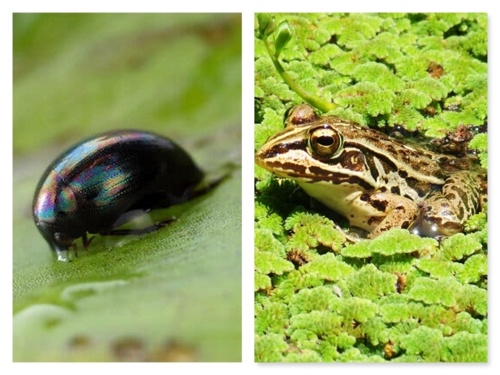 Żaba jak escape room :frog: :hourglass: :beetle: Dla większości owadów ...