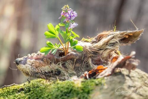 damn nature you're ambiguous ﻿#natura﻿ ﻿#ciekawostki﻿ ﻿#fotografia﻿ ﻿# ...