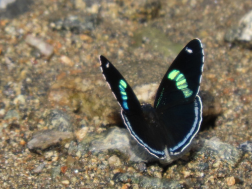 Motyl z numerkiem :butterfly: :1234: Diaethria anna to gatunek motyla z ...