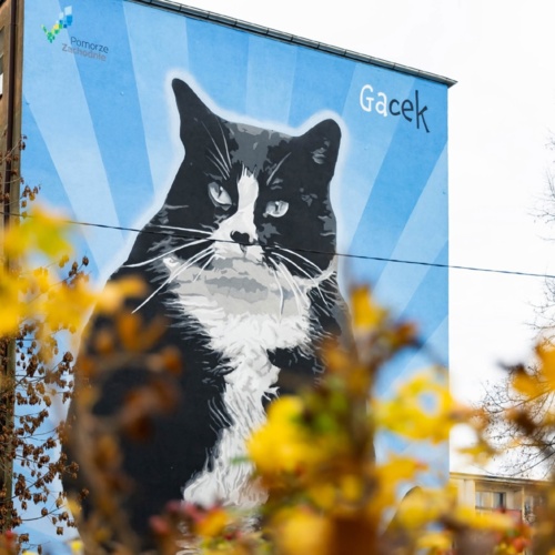 Jeden z najbardziej znanych kocich celebrytów w Polsce doczekał się ...