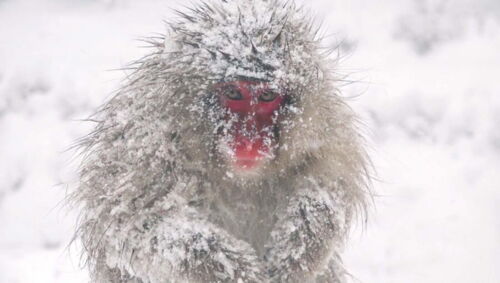 Makaki japońskie łowią ryby, by przetrwać srogie zimy - Miszcz_Joda ...