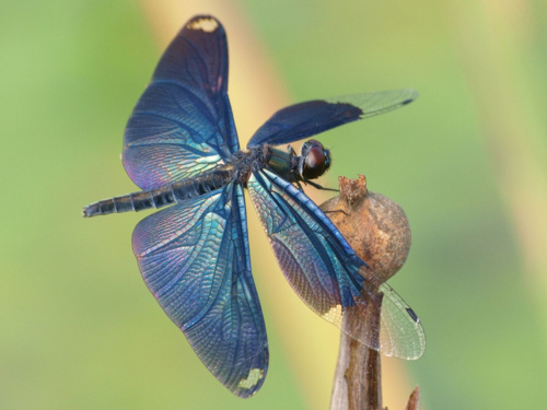 Ważki jak motyle :butterfly: Ważki z rodzaju Rhyothemis występujące w ...