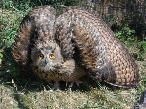 Sowa w pozycji obronnej :owl: :crossed_swords: Wydawałoby się, że sowy ...