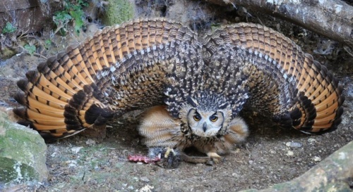 Sowa w pozycji obronnej :owl: :crossed_swords: Wydawałoby się, że sowy ...