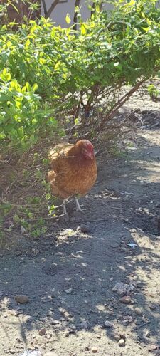 ja pierdziele, zapomniałem o raporcie xD ﻿#zakreconyfarmer﻿ generalnie ...