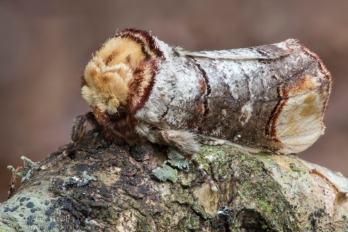 Pieńkowa ćma :wood: Narożnica zbrojówka (Phalera bucephala) to ciekawa ...