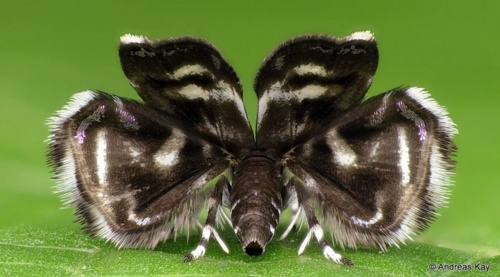 Ćma, która naśladuje pająka :spider: Brenthia coronigera to niewielka ...