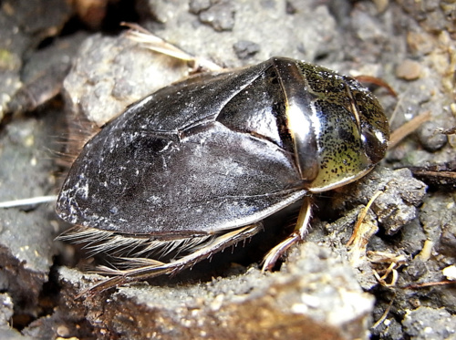 Wodny pożeracz :drop_of_blood: Żyrytwa pluskwowata (Ilyocoris ...