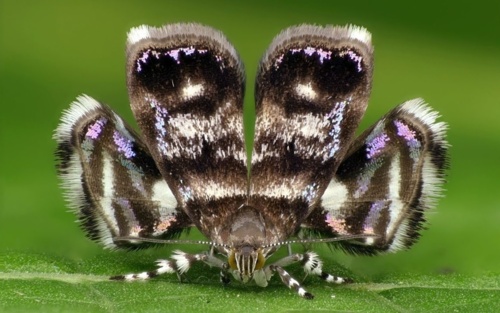 Ćma, która naśladuje pająka :spider: Brenthia coronigera to niewielka ...