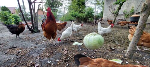 ja pierdziele, zapomniałem o raporcie xD ﻿#zakreconyfarmer﻿ generalnie ...