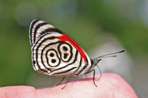 Motyl z numerkiem :butterfly: :1234: Diaethria anna to gatunek motyla z ...