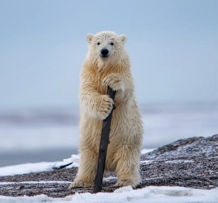 Zdjęcia niżej pochodzą z Comedy Wildlife Photography Awards 2023 ...