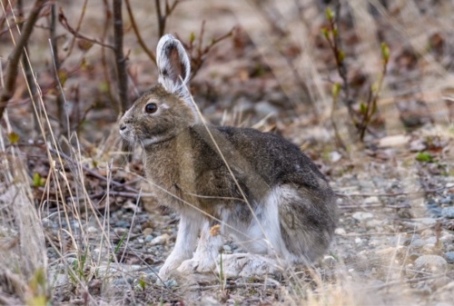 Bielejące zające i problem braku śniegu :snowflake::rabbit2: Niektóre ...