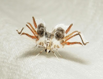 Ćma, która naśladuje pająka :spider: Brenthia coronigera to niewielka ...