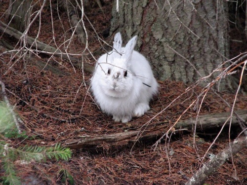 Bielejące zające i problem braku śniegu :snowflake::rabbit2: Niektóre ...