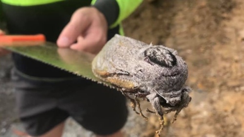 Najcięższa ćma na świecie. Endoxyla cinereus, znana też jako ...