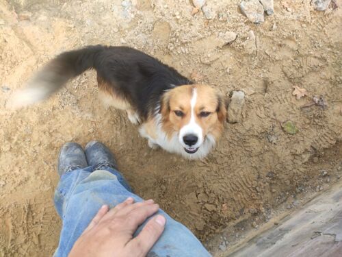 Mówię do niego Burek-siurek a głuptas mordę cieszy xD - Dalmierz_Ploza ...