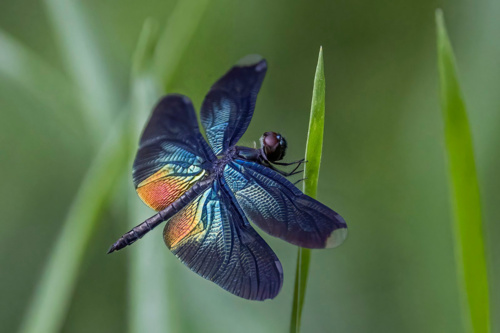 Ważki jak motyle :butterfly: Ważki z rodzaju Rhyothemis występujące w ...
