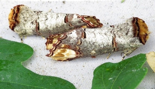 Pieńkowa ćma :wood: Narożnica zbrojówka (Phalera bucephala) to ciekawa ...