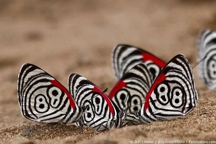 Motyl z numerkiem :butterfly: :1234: Diaethria anna to gatunek motyla z ...