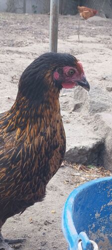 ja pierdziele, zapomniałem o raporcie xD ﻿#zakreconyfarmer﻿ generalnie ...